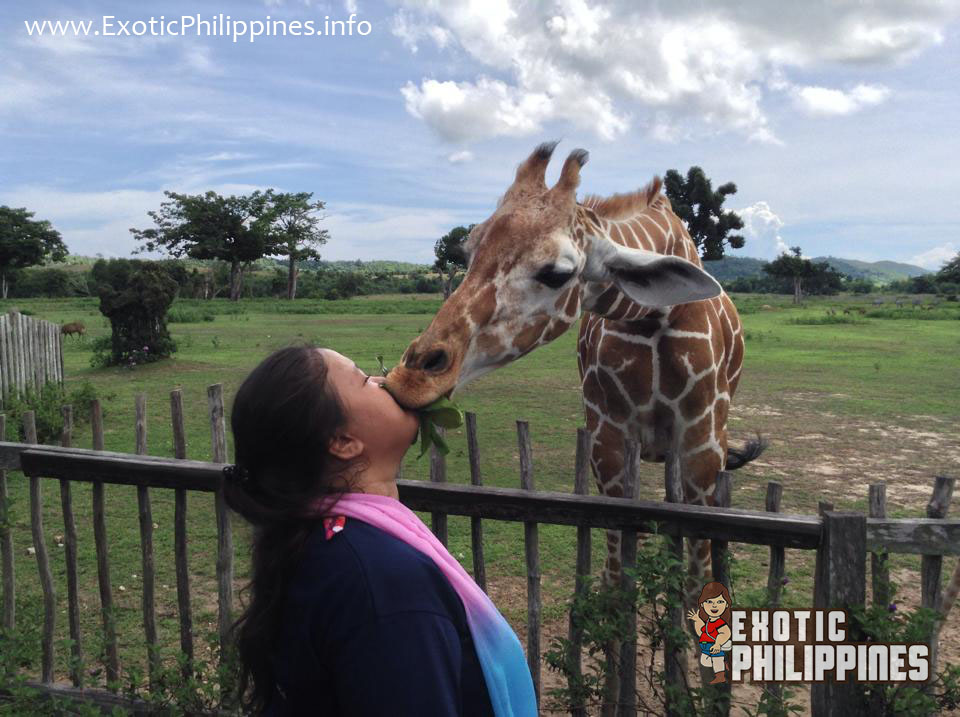 A Giraffe Meet and Kiss at the Calauit Wildlife Sanctuary of Coron ...