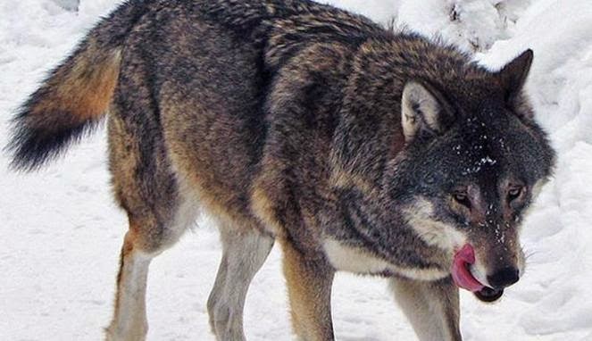 Klasifikasi Serigala | Uchaal