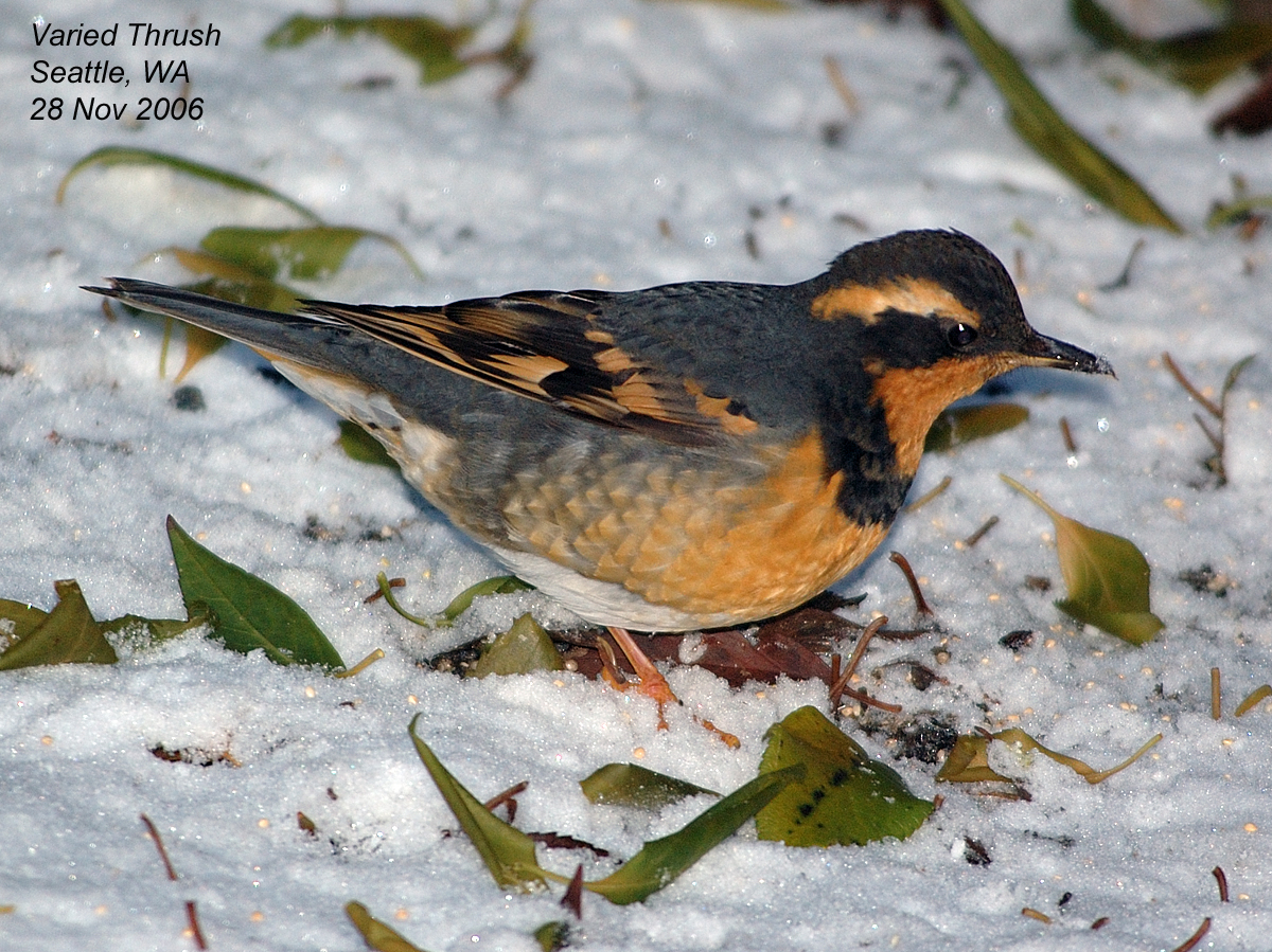 Northwest Nature Notes: PSYCHEDELIC ROBIN OF THE NORTHWEST