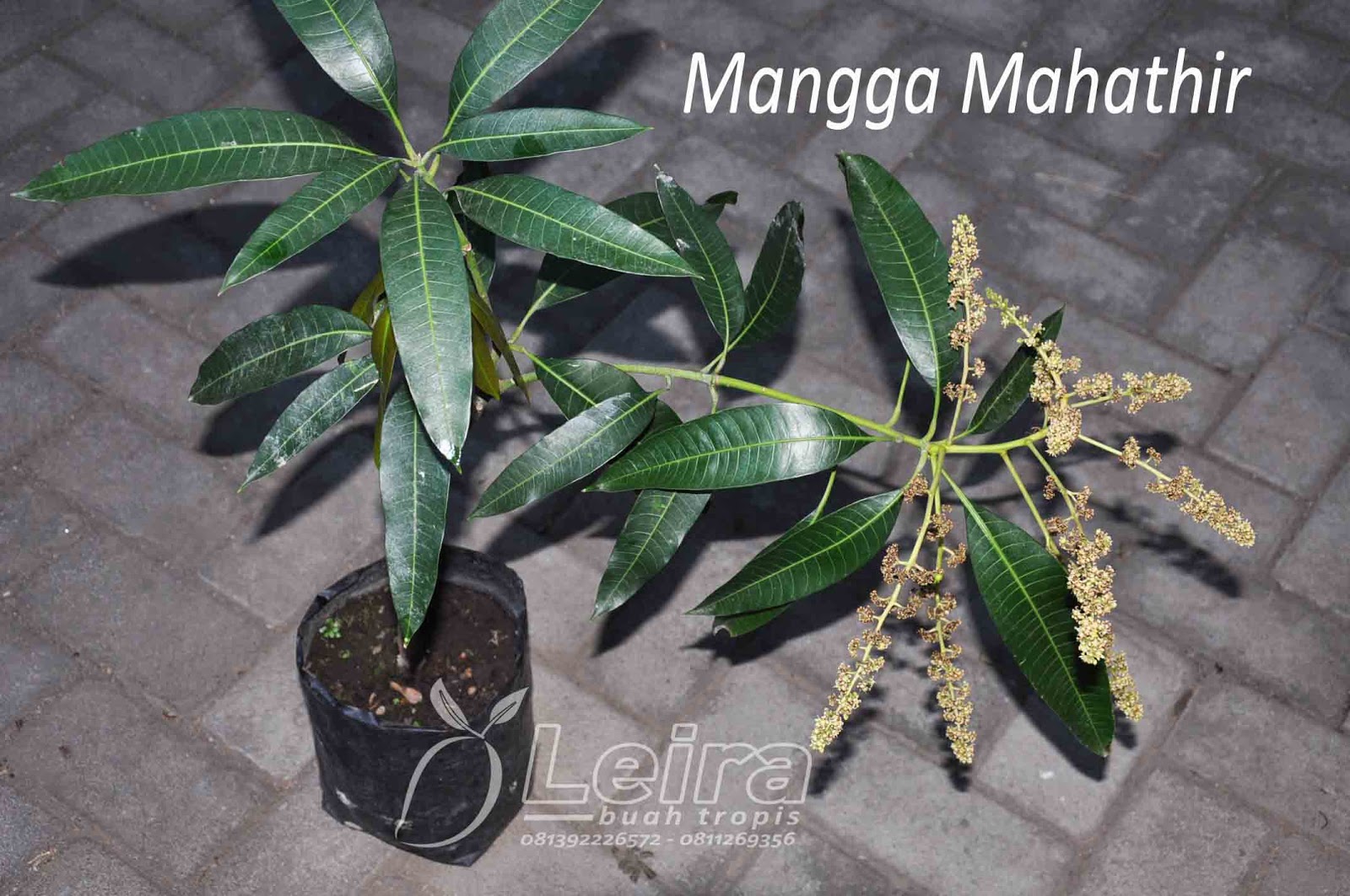 Mangga Mahathir, si Super Jumbo Asal Malaysia ~ Leira Buah Tropis