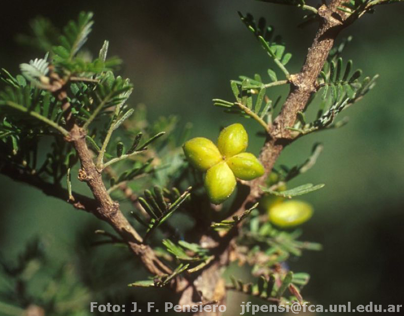 Argentina nativa: Cucharero (Porlieria microphylla)