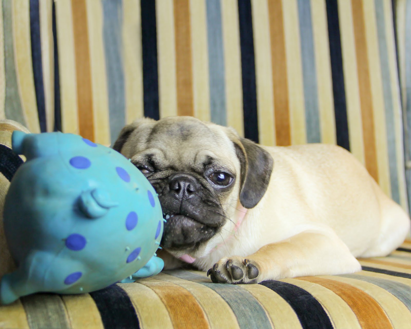Katelyn Thomas - Freelance Writer and Photographer: Pug Portrait Shoot ...