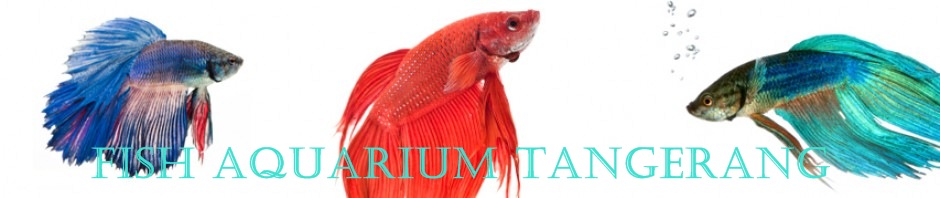 FISH AQUARIUM TANGERANG: Selamat datang di toko Fish Aquarium Tangerang