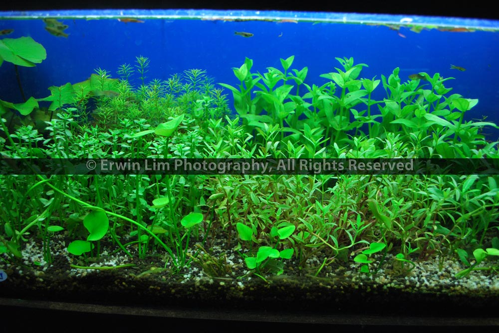 Worn out shu: A trip to Cartimar