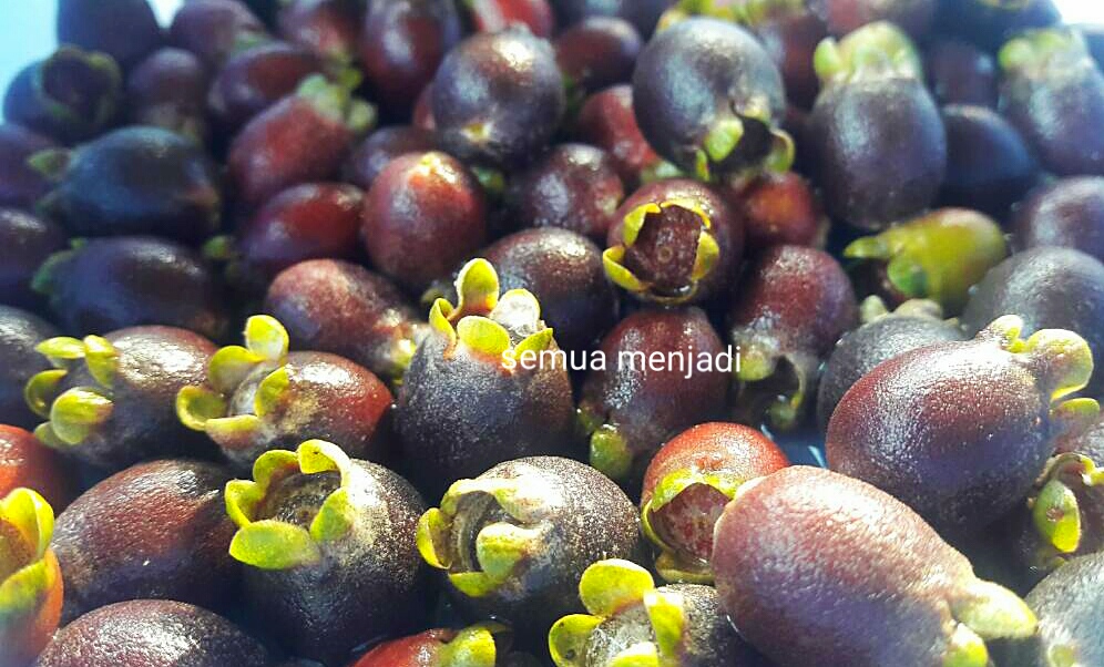 Semua Menjadi: Jualan Pokok Kemunting