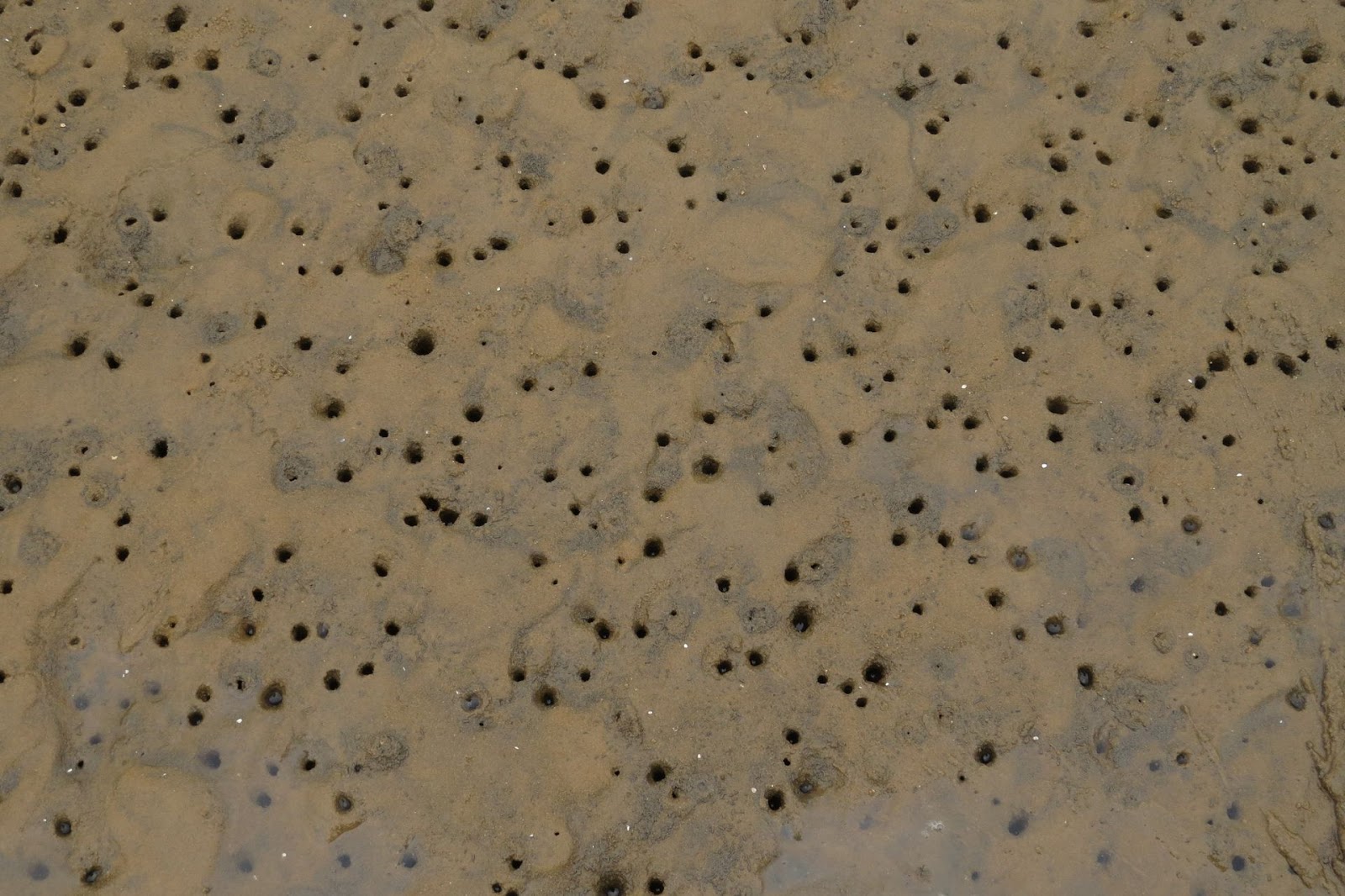 Queensland Coast: Southernmost Mangroves in the World (almost)