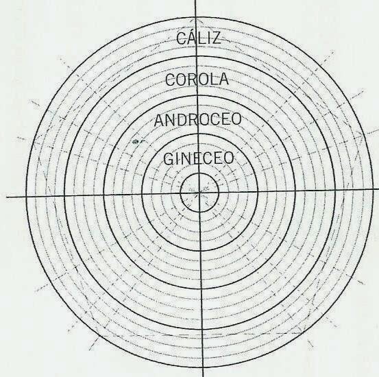 "PIENSO EN VERDE": Diagramas y fórmulas florales