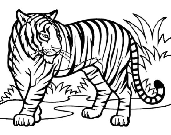 Animal Coloring Pages Images: Lions And Tigers Coloring Pages