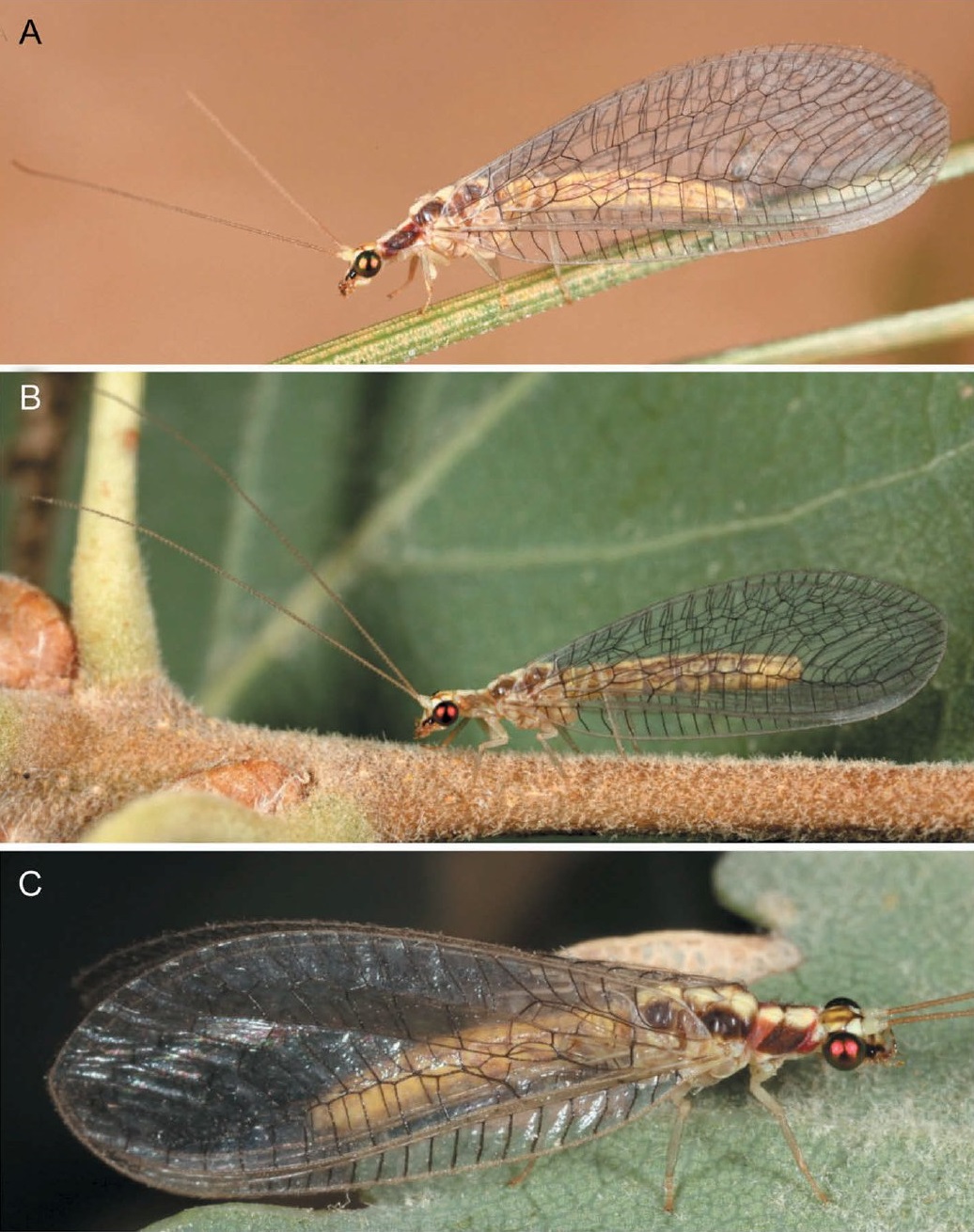 Species New to Science: [Entomology • 2020] Chrysopa niki • A New ...
