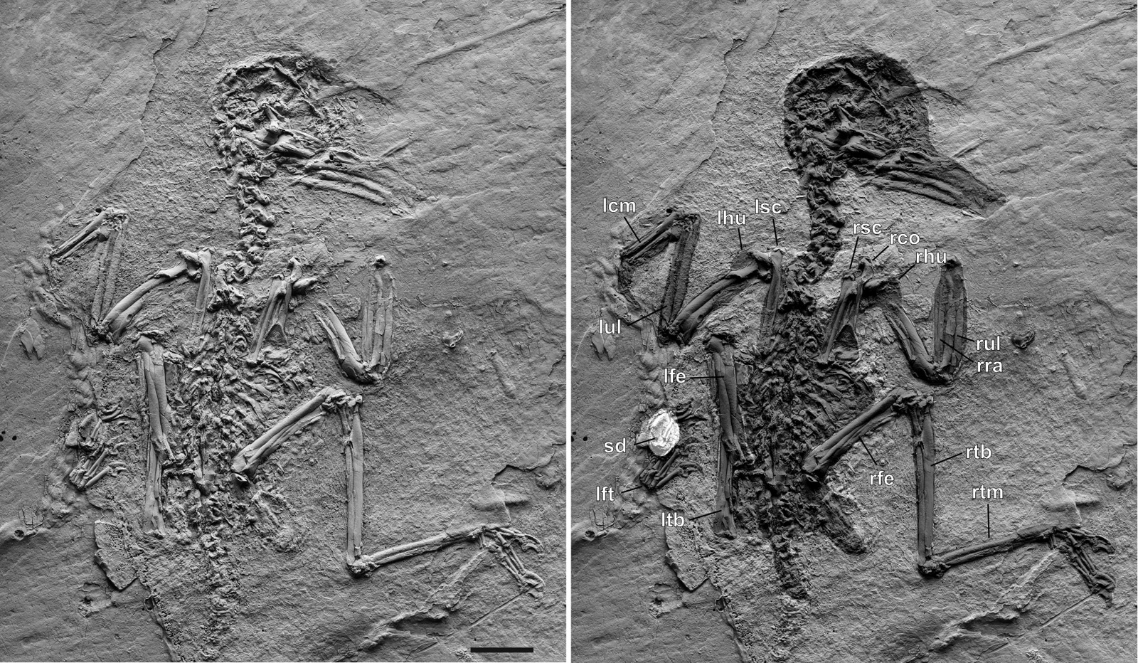 Raptormaniacs: The Lost Mousebird Dynasty