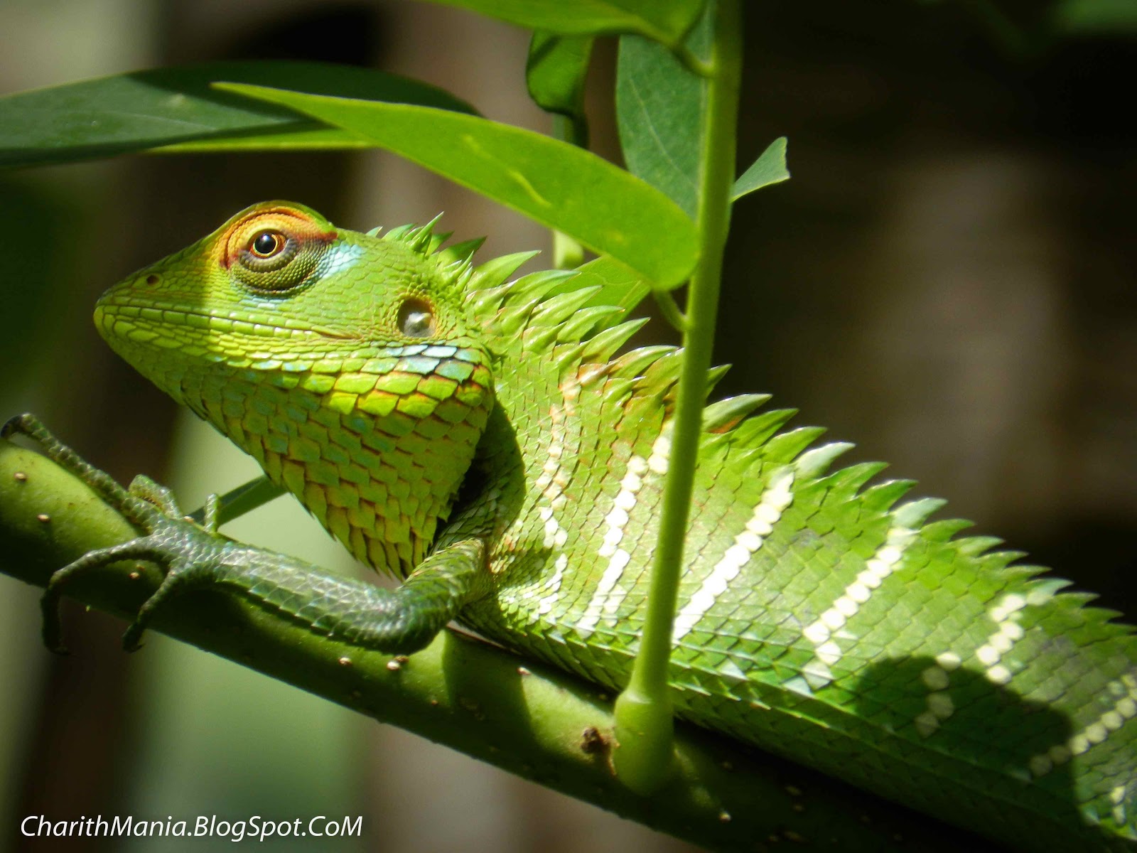 CharithMania: Garden Lizard ( Katussa ) Sri Lanka