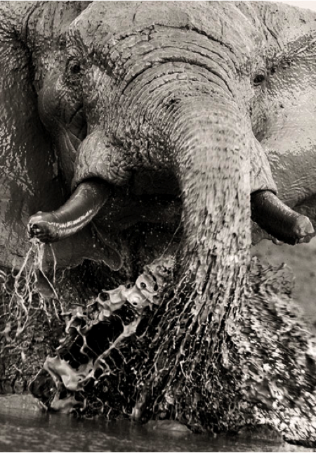 Zoo Project: Wildlife Photographer - Steve Bloom