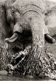 Zoo Project: Wildlife Photographer - Steve Bloom