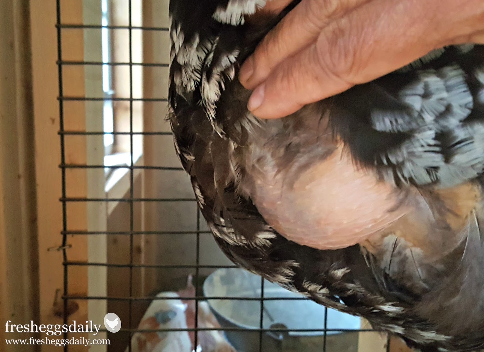 Sour, Impacted and Pendulous Crop in Chickens - Fresh Eggs Daily® with ...