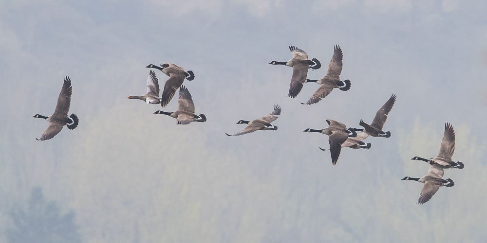 Colyton Wildlife: Trio of Geese, a Swallow and a Knot