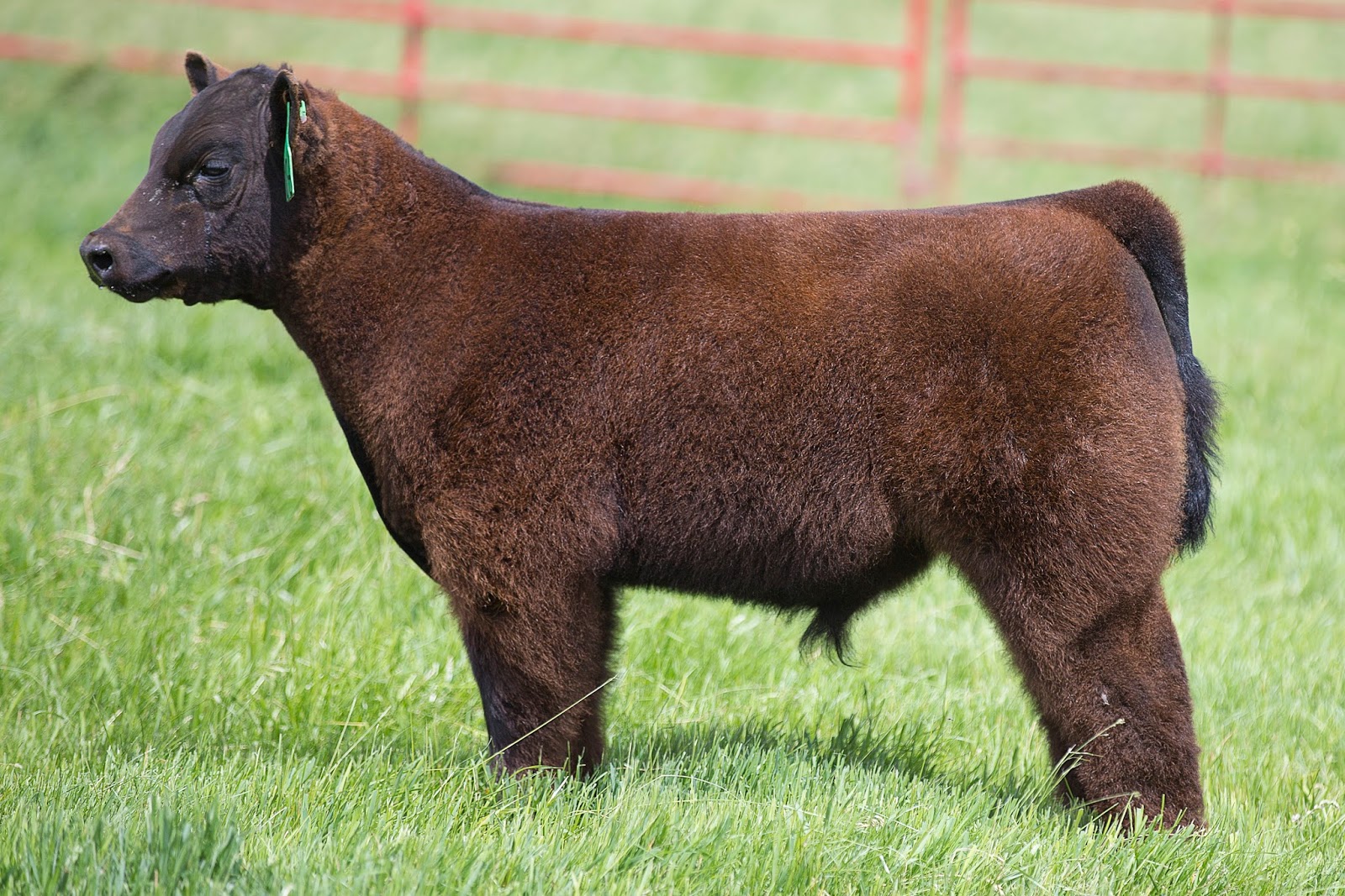 RCC Blog: Impressive Here I Am, Hi Ho Silver, MAB, Believe in Me, & Fu ...