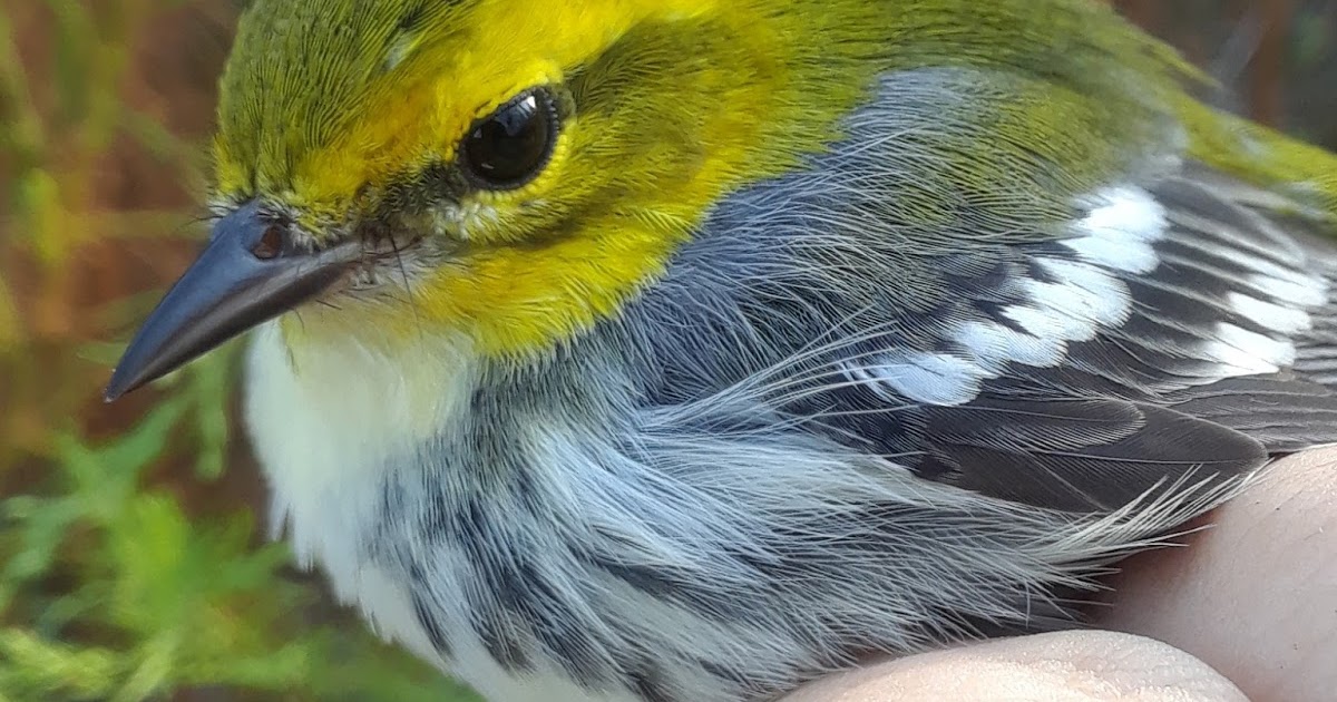 Kiawah Island Banding Station: FOS: Blackpoll Warbler, Nashville ...