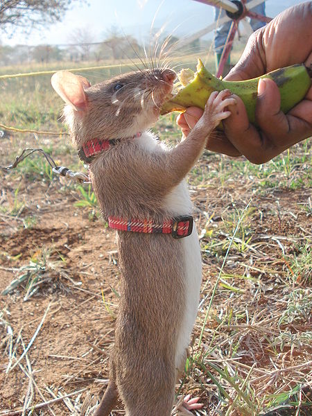 Musings of a Biologist and Dog Lover: Invasive Species: Gambian Pouch Rat