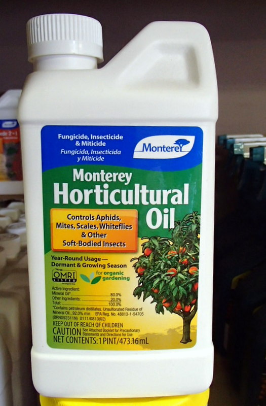 Xtremehorticulture of the Desert: How to Control Scale Insects on Texas ...