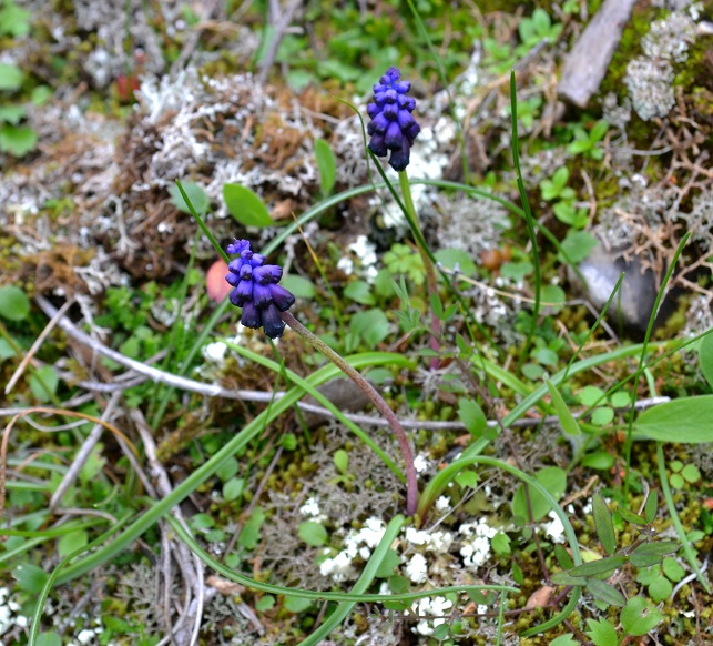Η χλωρίδα μας: Muscari commutatum