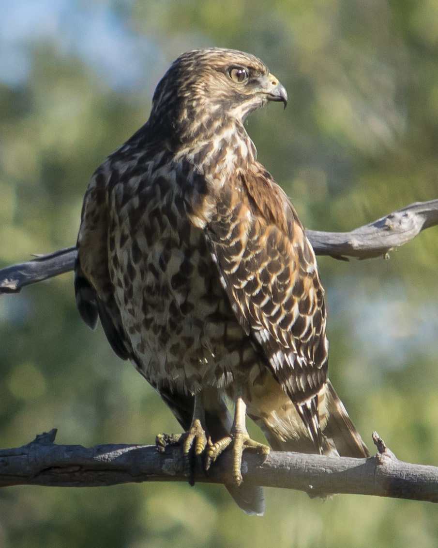 Red-Shouldered Hawk ~ Rocklin Wildlife