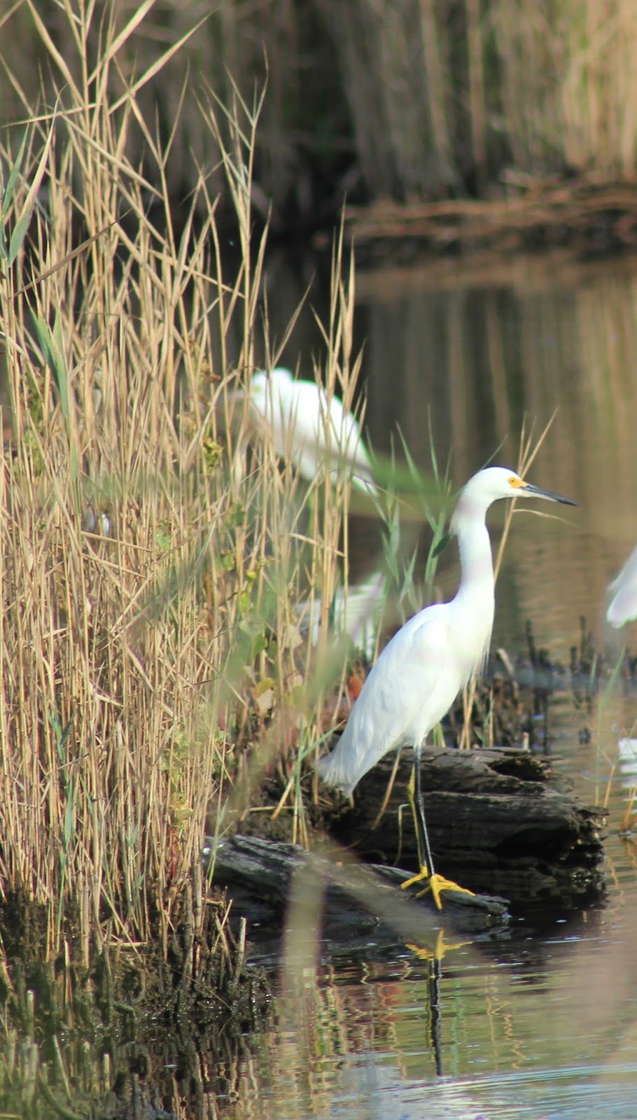 Paper Vernissage: Sunrise/Sunset and More White Birds