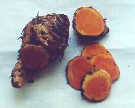 yogyamerah: KUNYIT (Curcuma domestica) dan TEMU LAWAK (Curcuma ...