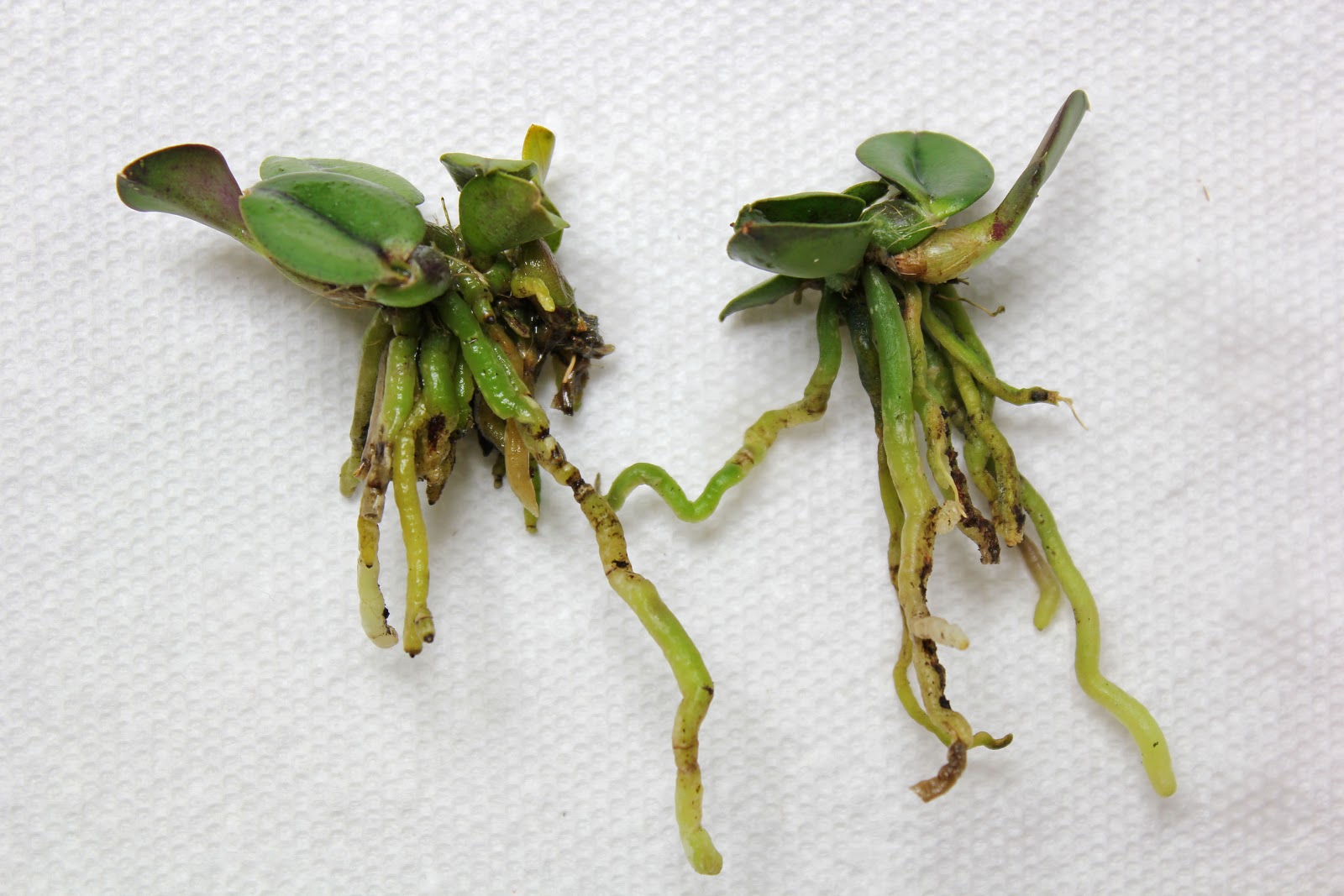 Maria's Orchids: Mounting Sophronitis Cernua