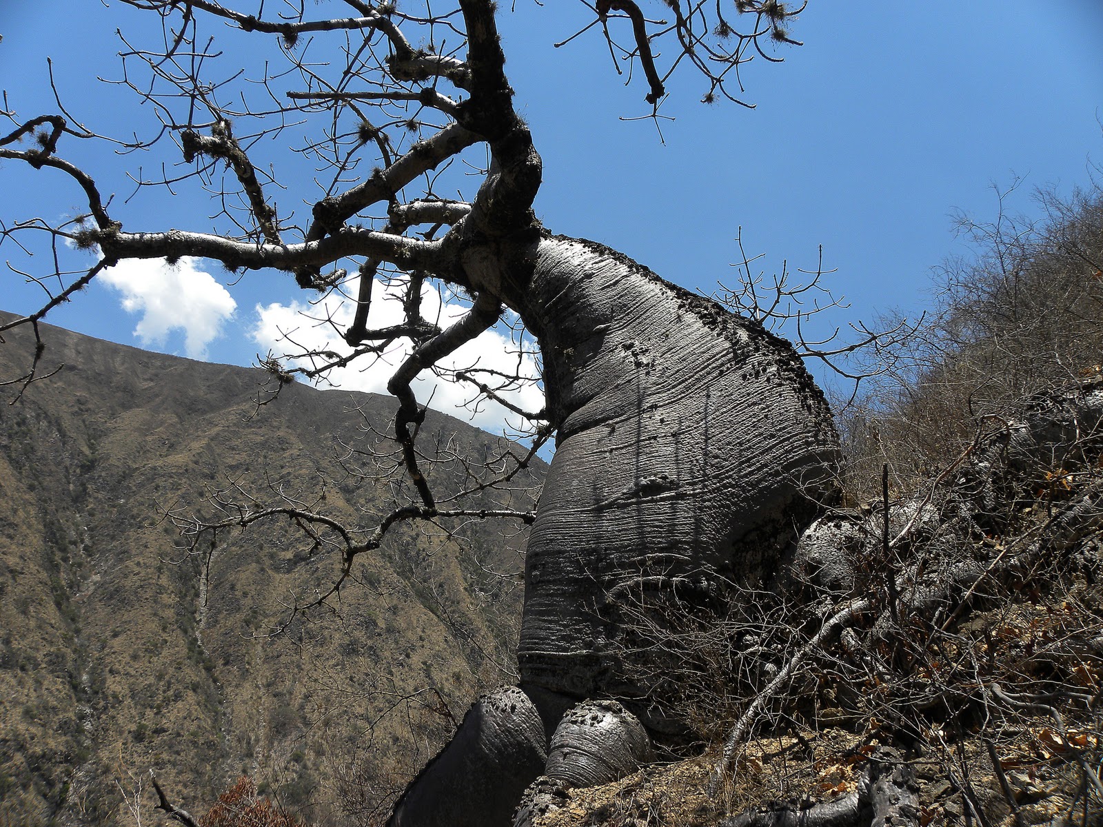 andandoporbogota: EL BARRIGÓN DE CHICAMOCHA: UN ÁRBOL MUY SINGULAR