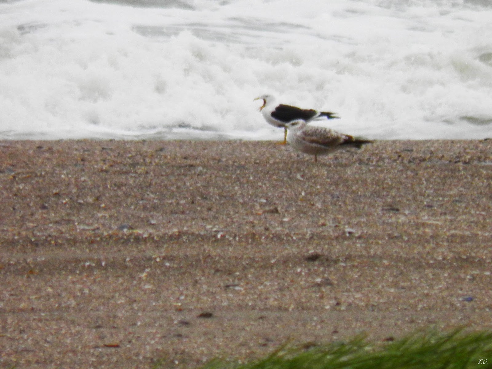PASARI DIN ROMANIA: PESCARUS NEGRICIOS, Larus fuscus