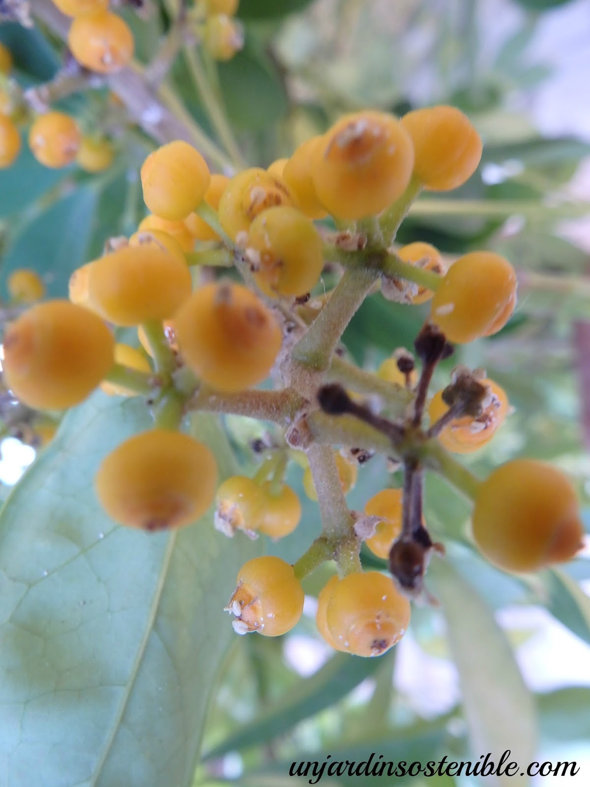 Schefflera Arboricola variegata (Cheflera)