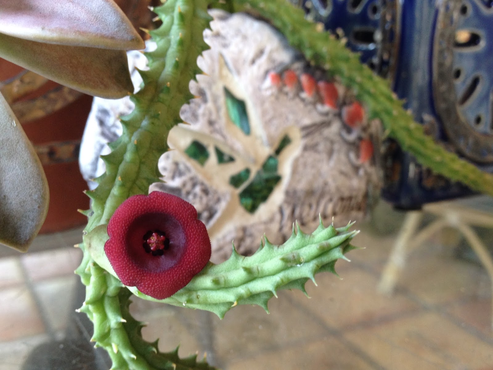 How to Grow and Care for Huernia Succulents