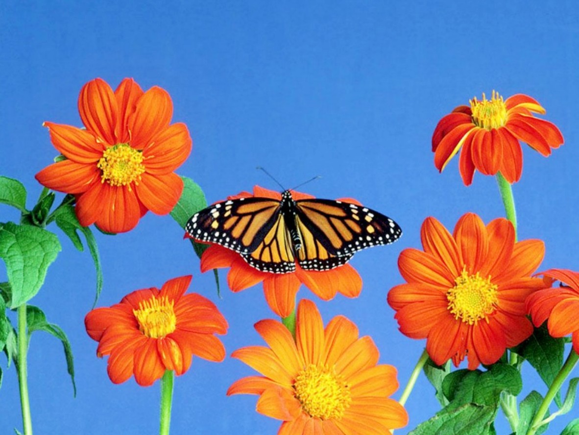 El arte es su máxima expresión : Paisaje Flores con Mariposa