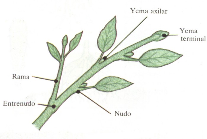 MORFOLOGÍA DEL TALLO