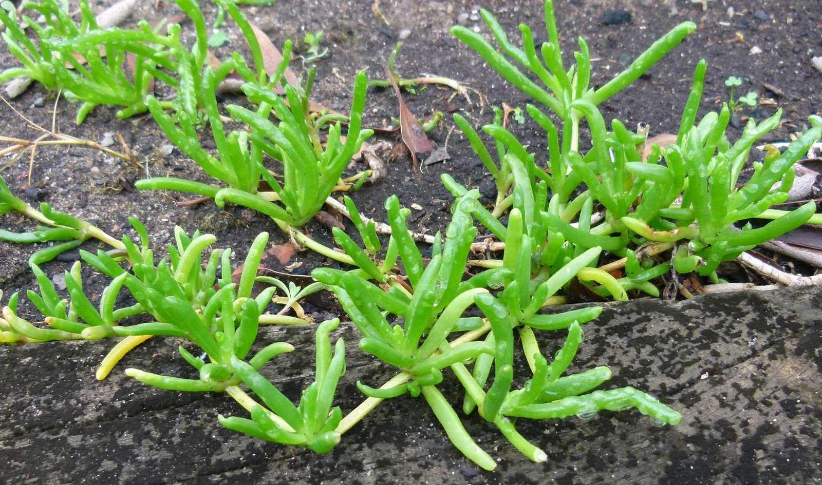 Shoalhaven Foodies: Harvesting and Eating