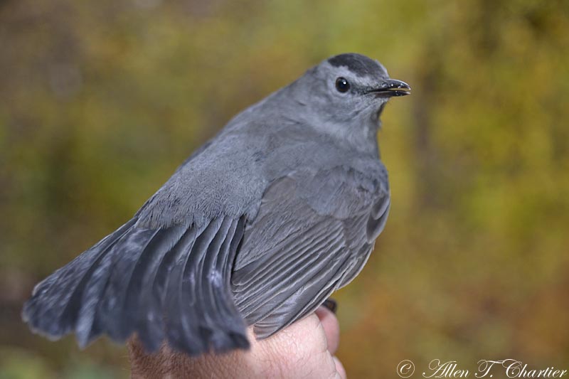 Michigan Hummingbird Guy: Metro Beach banding station report - October ...