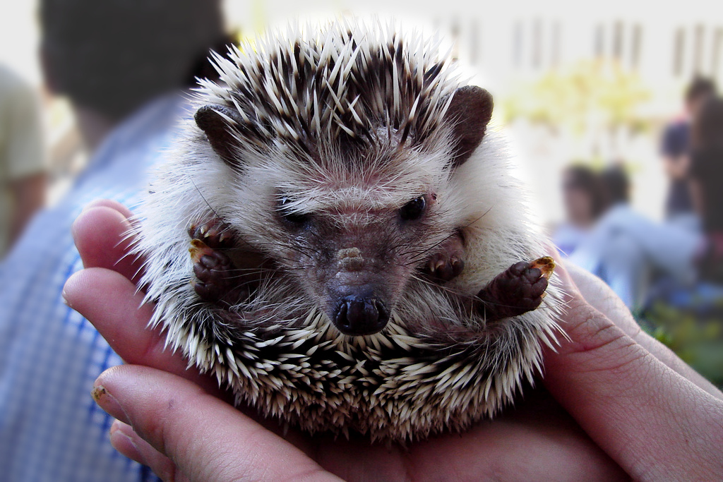 Blog de parques nacionales.: PARQUE NACIONAL DEL TEIDE