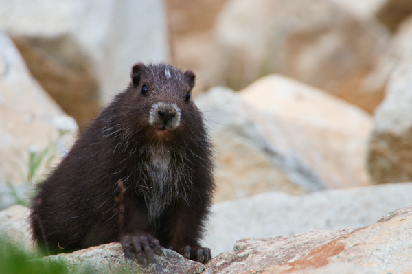 The News For Squirrels: Squirrel Facts: The Endangered Vancouver Island ...