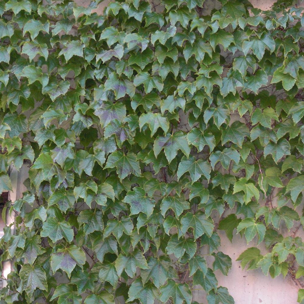 Parthenocissus tricuspidata «parra virgen» - Id Plantae