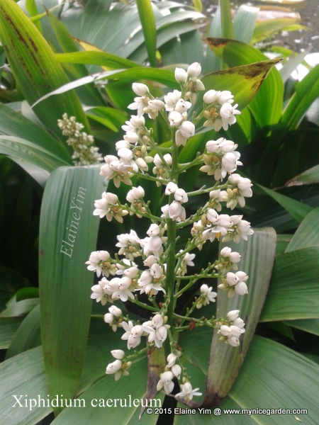 My Tropical Plants Finder: Xiphidium caeruleum - Cola de Paloma