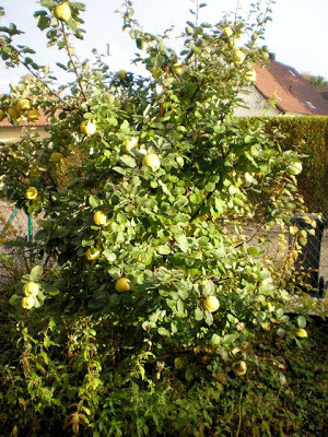 Prinsessornas kokbok: Recept med kvitten