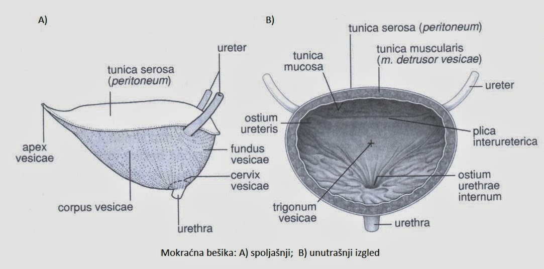 Medicinski fakultet Novi Sad: Mokraćna bešika ili Vesica urinaria