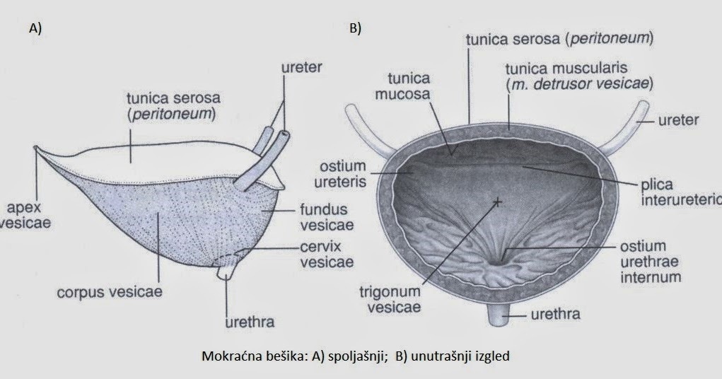 Medicinski fakultet Novi Sad: Mokraćna bešika ili Vesica urinaria
