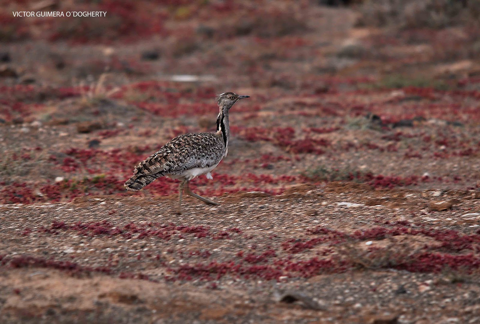 Mis imágenes de aves: UNAS FOTOS DE HUBARAS CANARIAS
