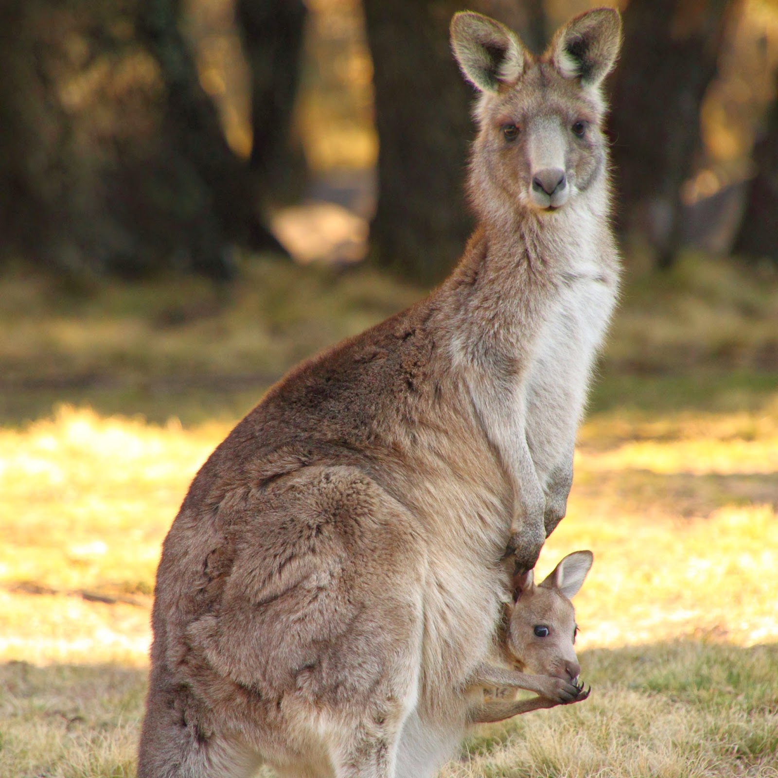 Kangaroo - HD Wallpapers | Earth Blog