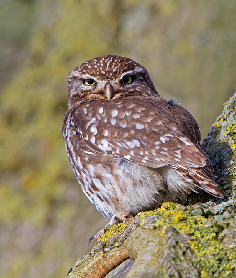 Russ Telfer Wildlife Photography: Little Owls