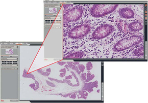 Photomicrography can also be an art！顯微鏡攝影: Slide Scanner for Digital ...