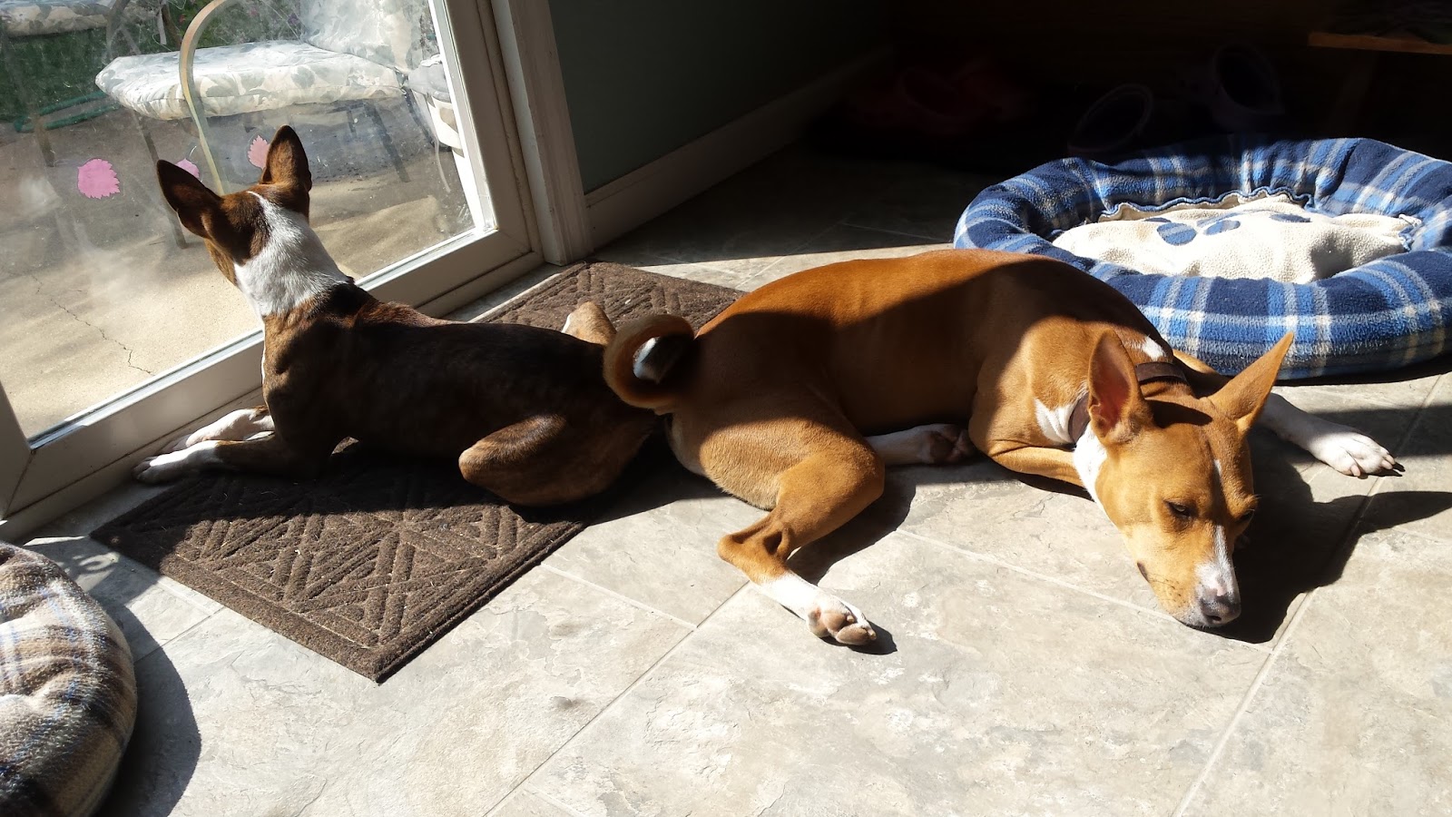 Basenji Rescue And Transport Blog Cute Dogs Who Eat Frogs Basenji Rescue And Transport Blog Cute Dogs Who Eat Frogs