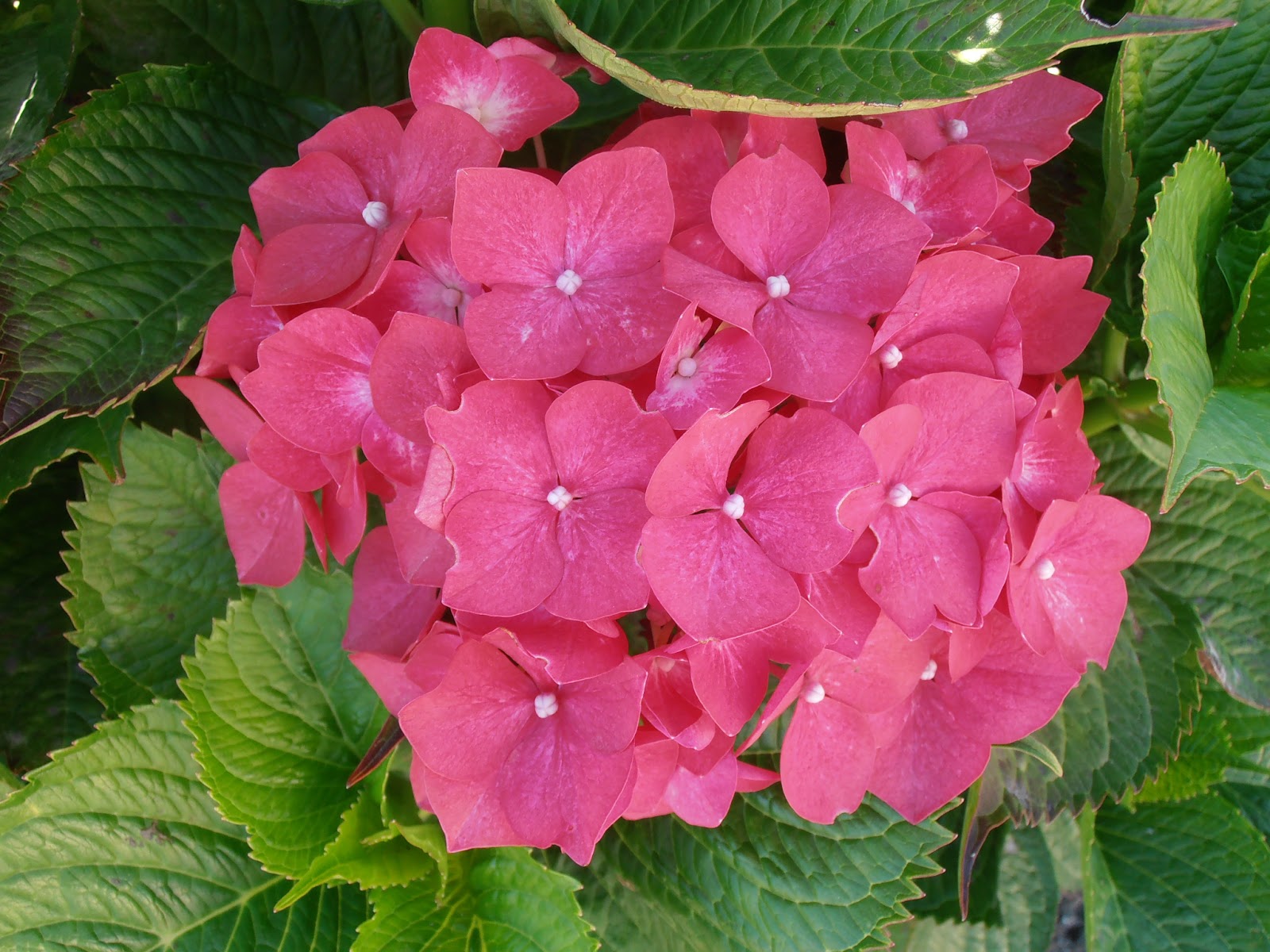HORTENSIA: Hydrangea macrophylla | Plantas rioMoros