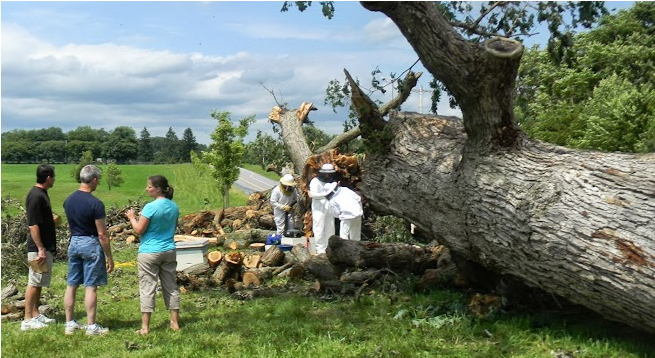 Wit's End: Omen Trees